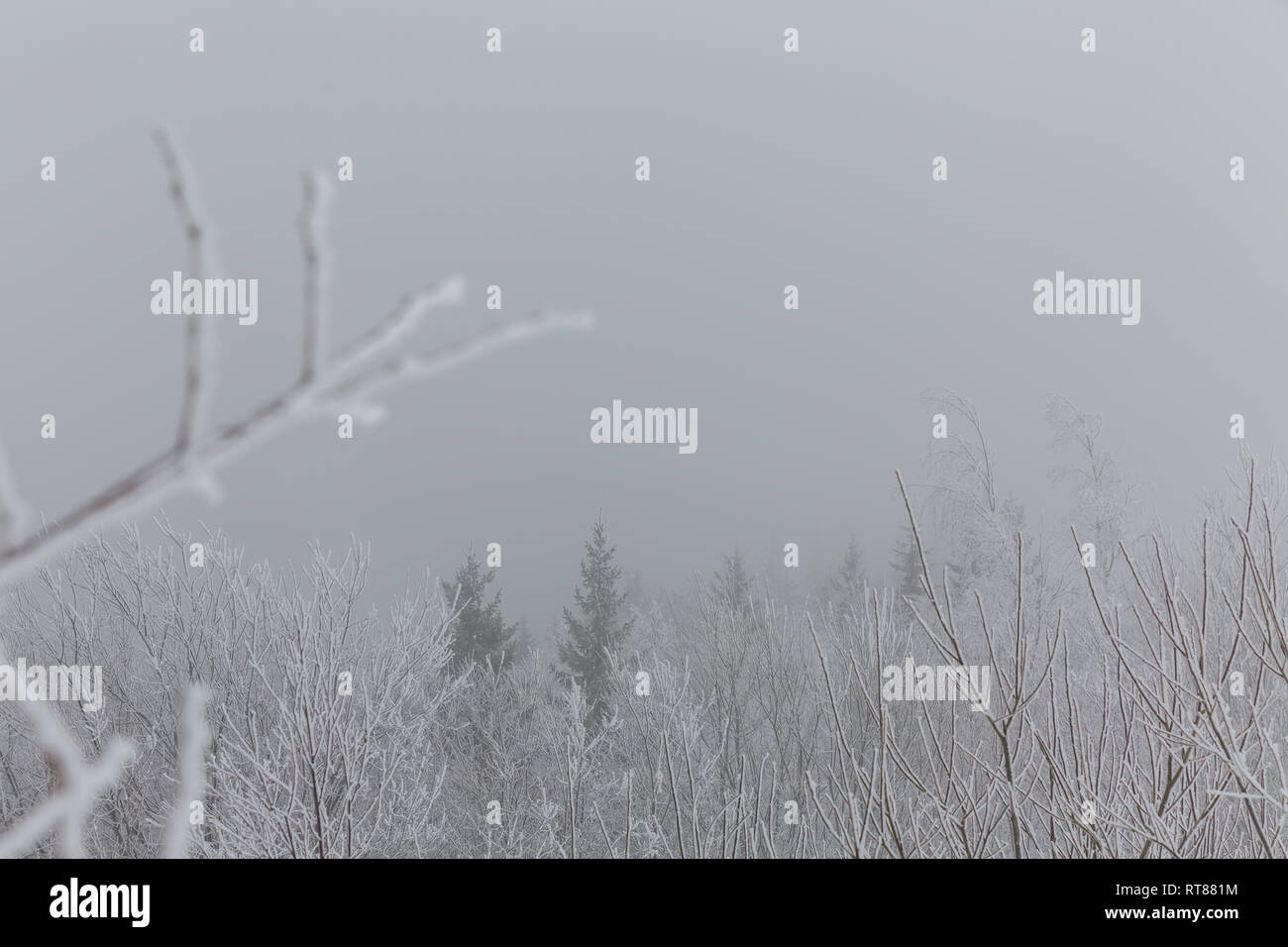Winter trees in mist Stock Photo - Alamy