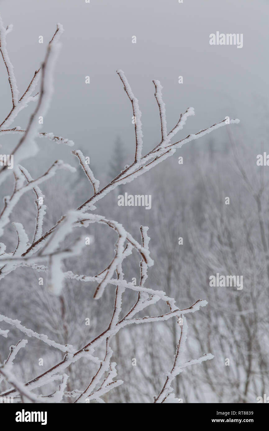 Winter trees in mist Stock Photo - Alamy