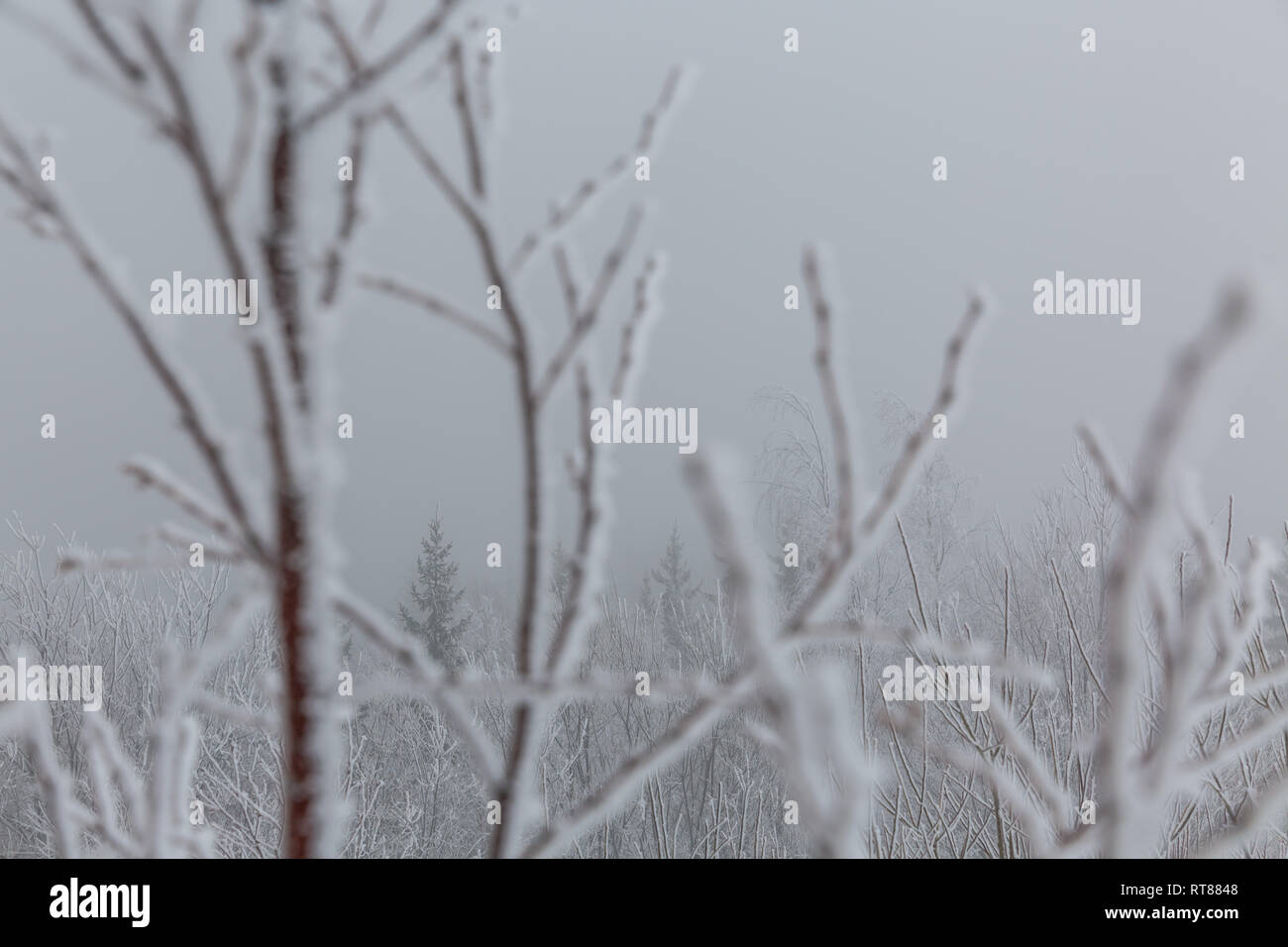 Winter trees in mist Stock Photo - Alamy