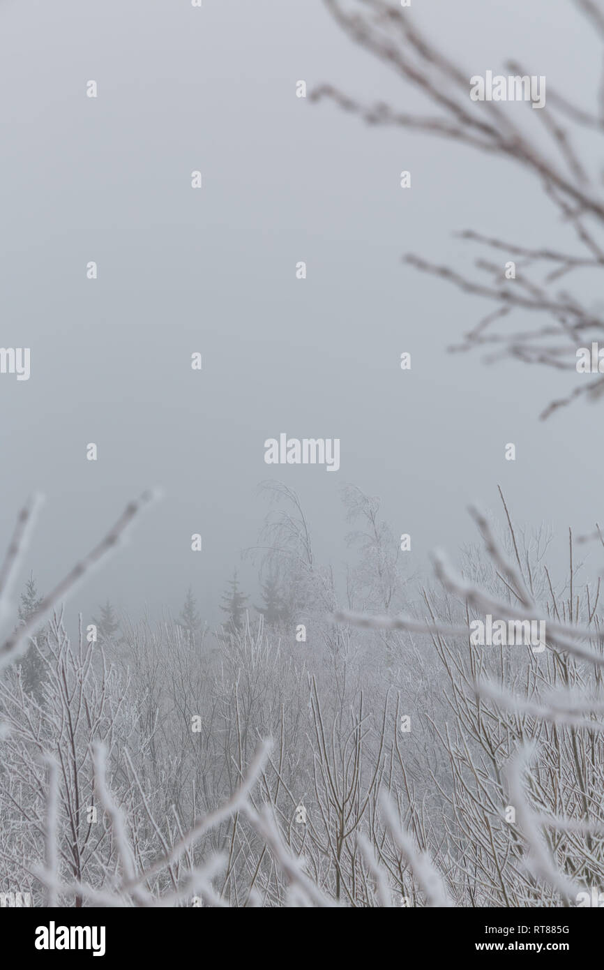 Winter trees in mist Stock Photo - Alamy