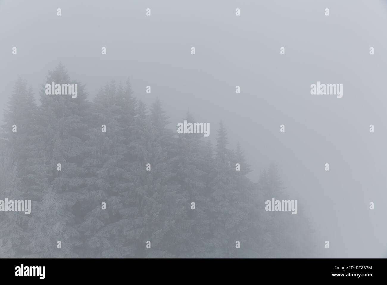 Winter trees in mist Stock Photo - Alamy
