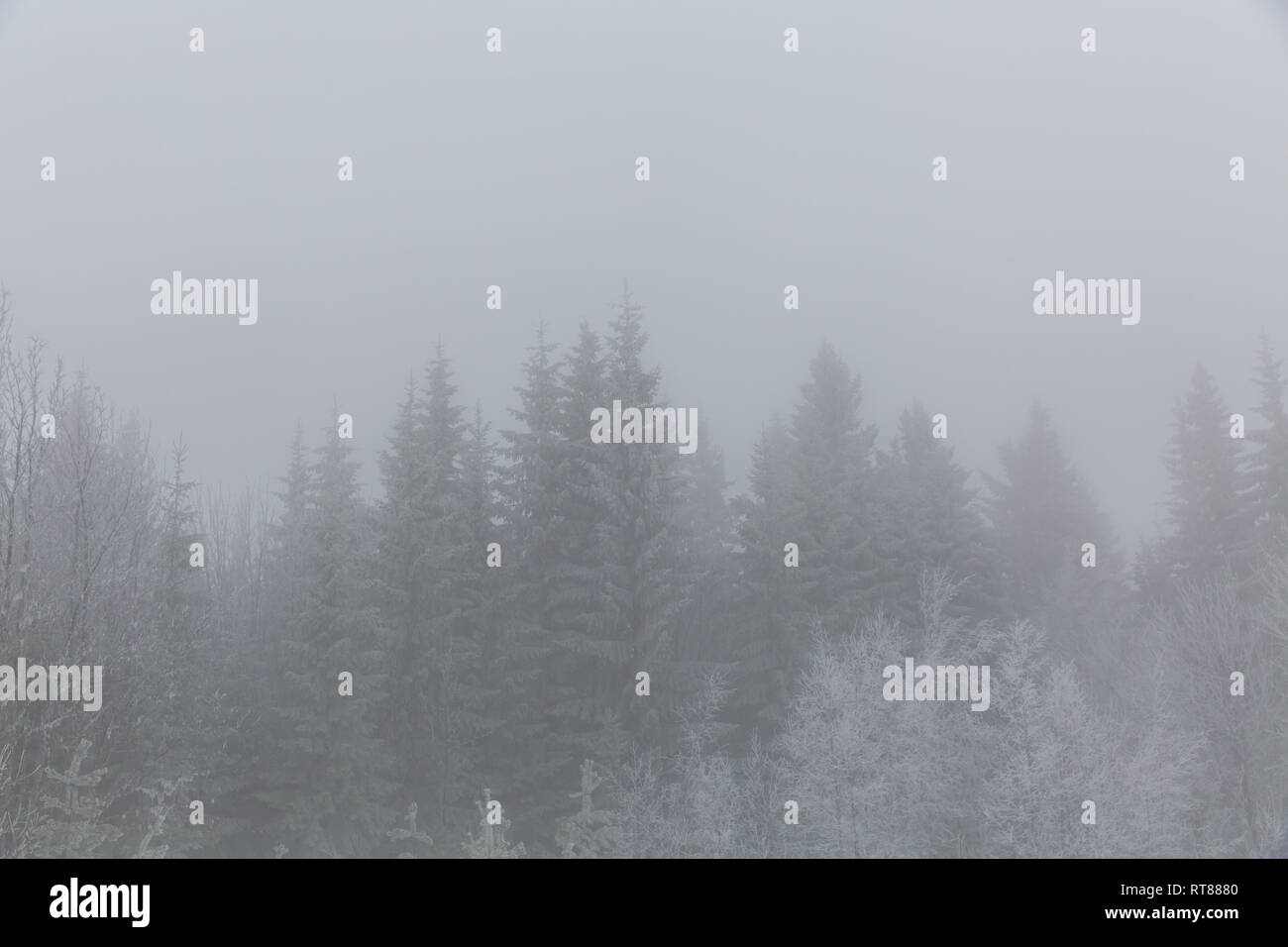 Winter trees in mist Stock Photo - Alamy