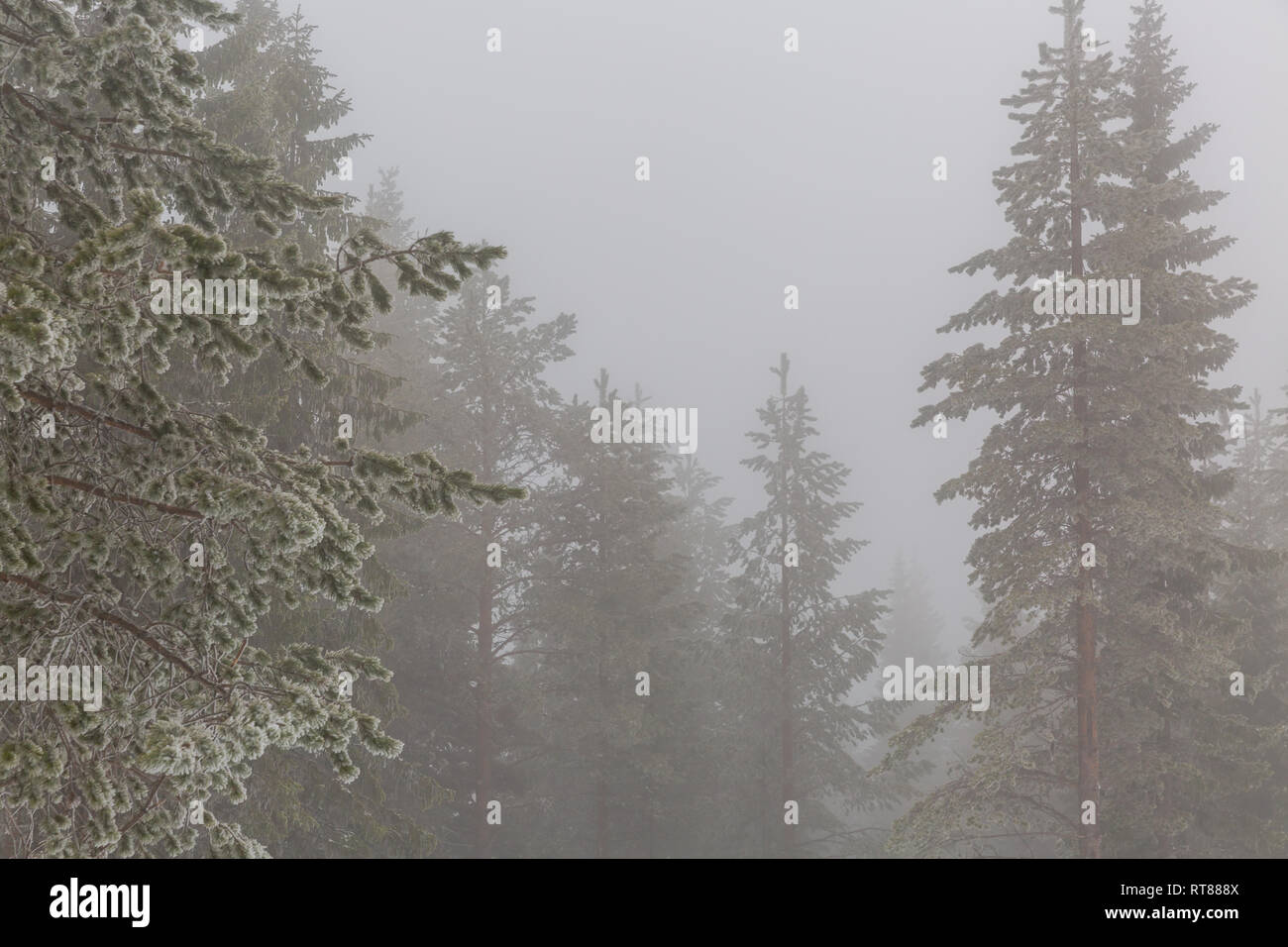Winter trees in mist Stock Photo - Alamy