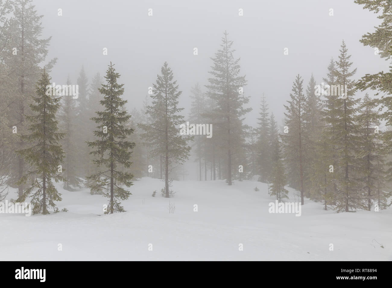 Winter trees in mist Stock Photo - Alamy