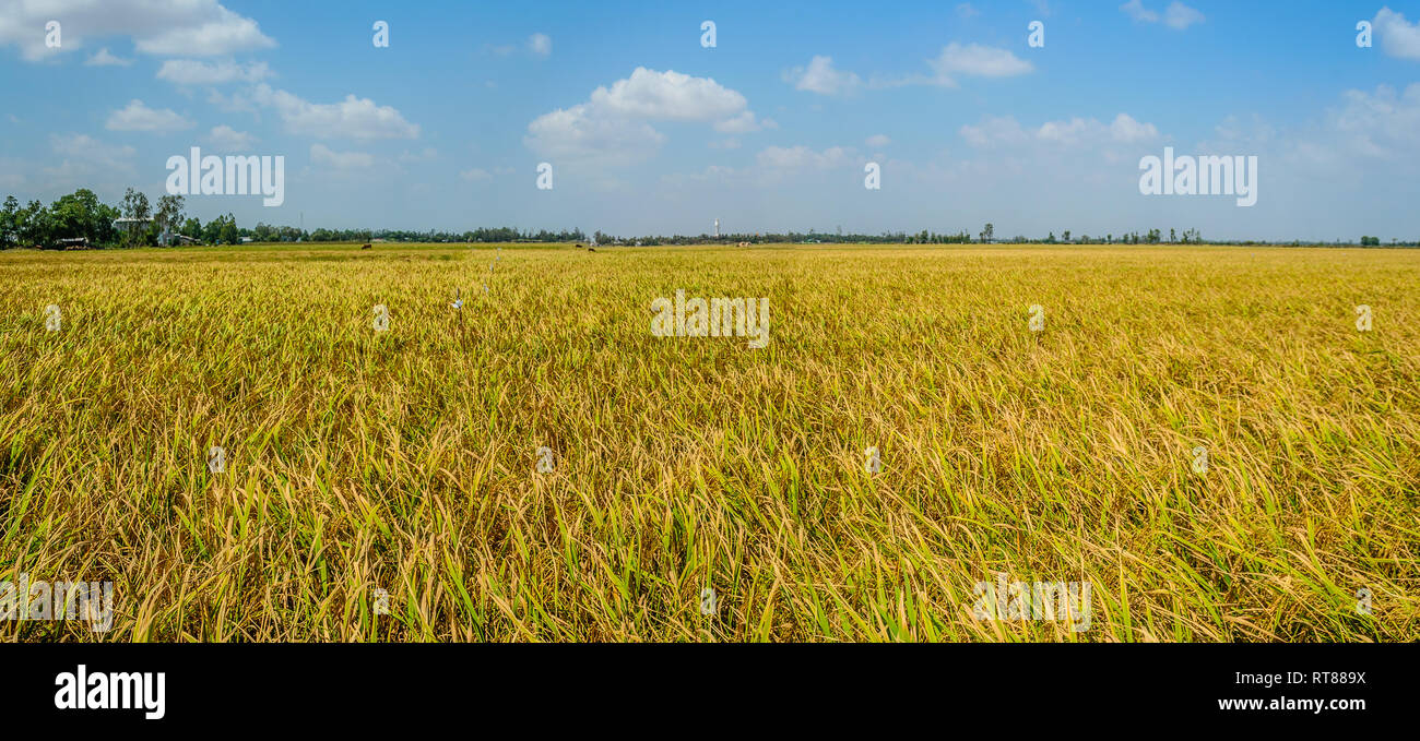 Ripe rice fields in front of Hung Thien Pagoda, Vinh Loi, Bac Lieu ...