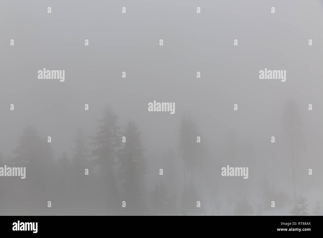 Winter trees in mist Stock Photo - Alamy