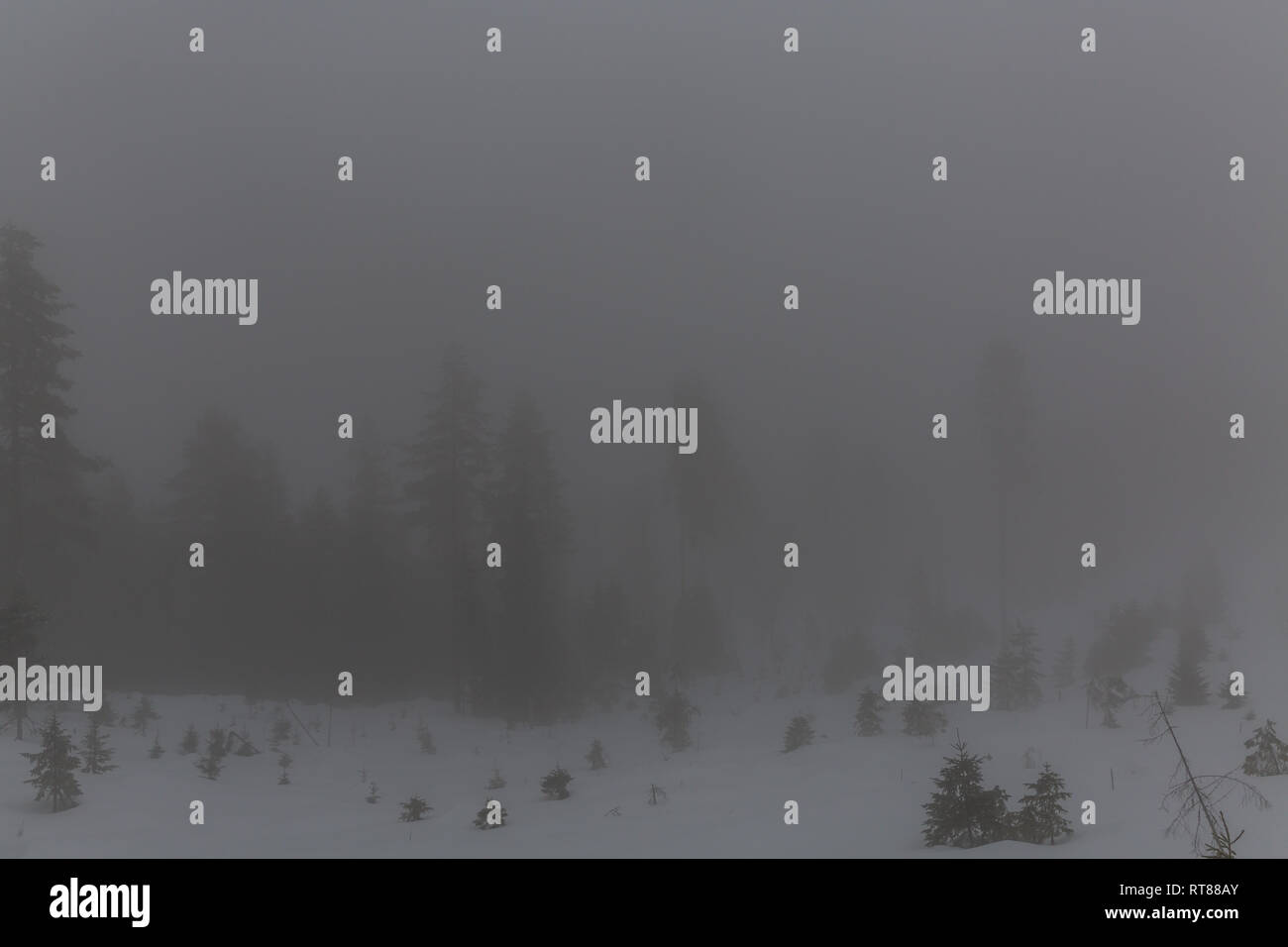 Winter trees in mist Stock Photo - Alamy