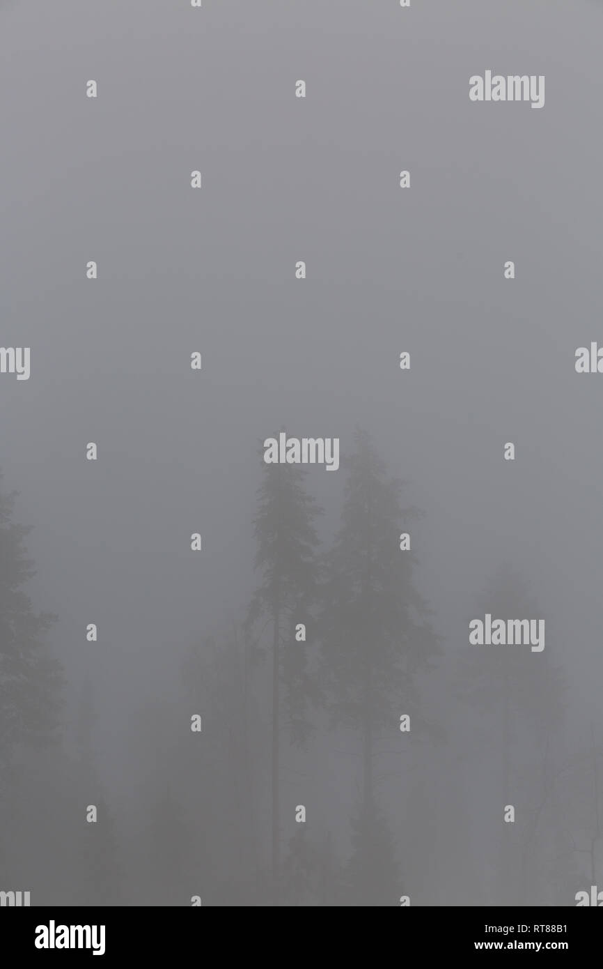 Winter trees in mist Stock Photo - Alamy