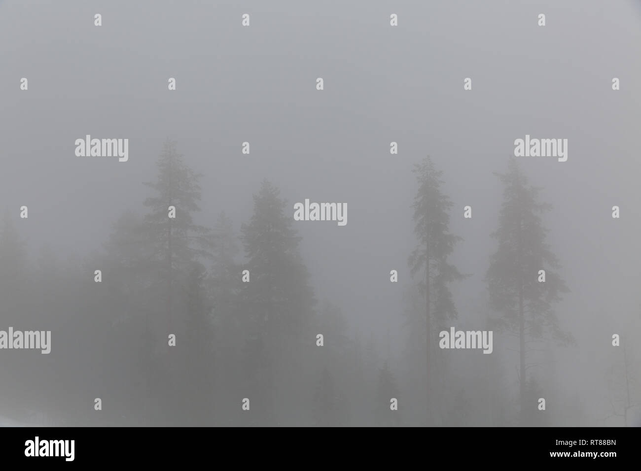 Winter trees in mist Stock Photo - Alamy