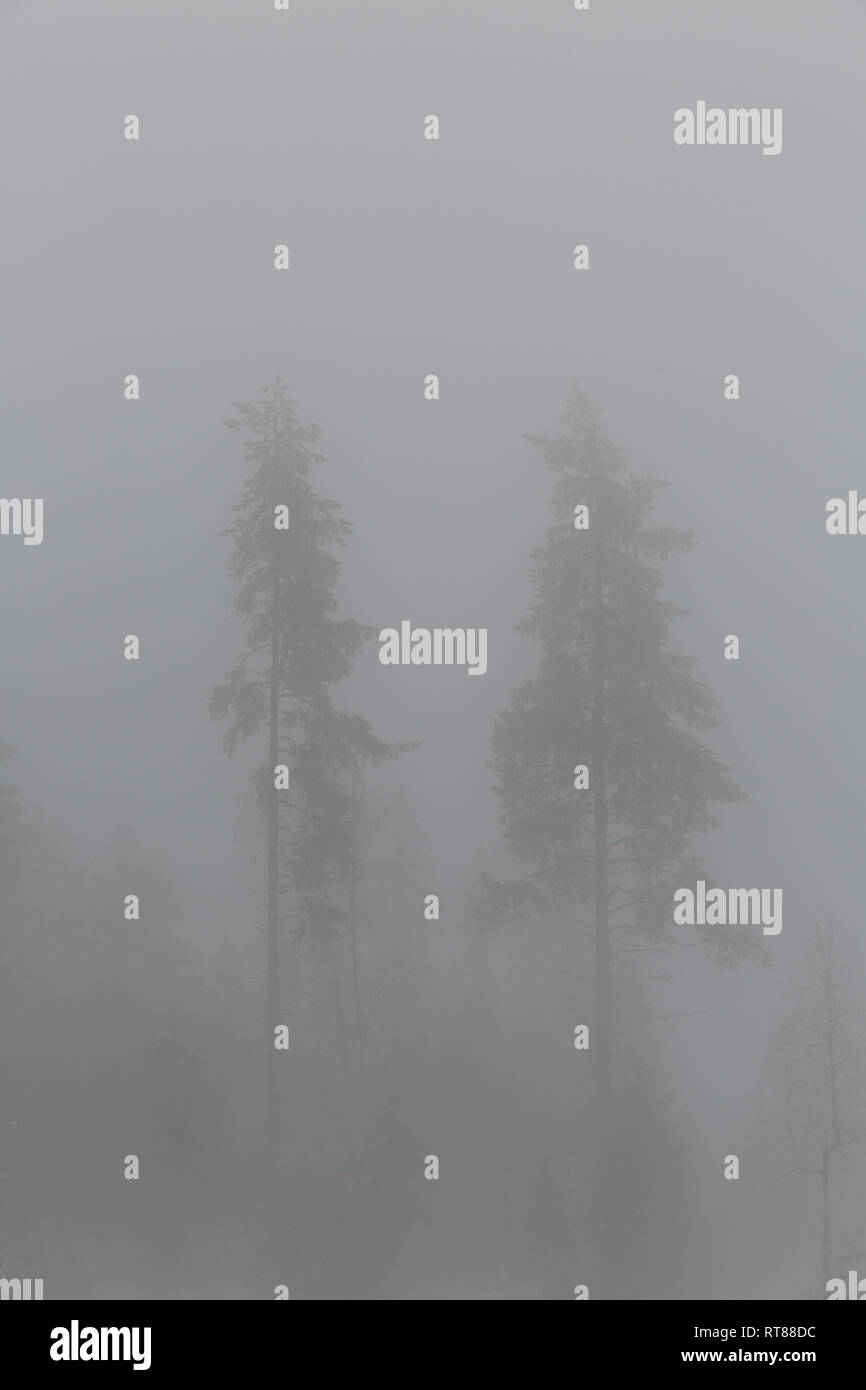 Winter trees in mist Stock Photo - Alamy
