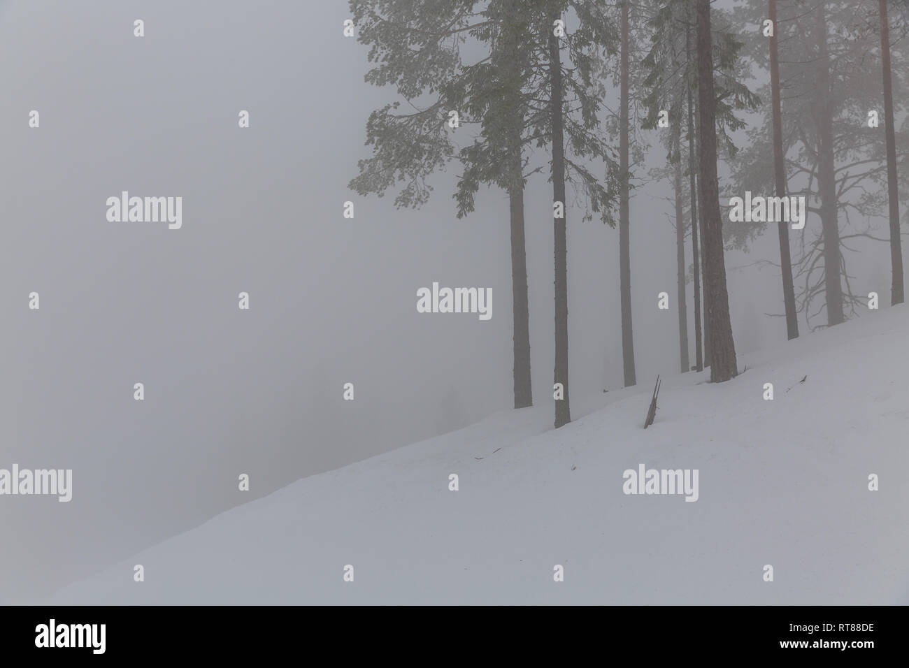 Winter trees in mist Stock Photo - Alamy