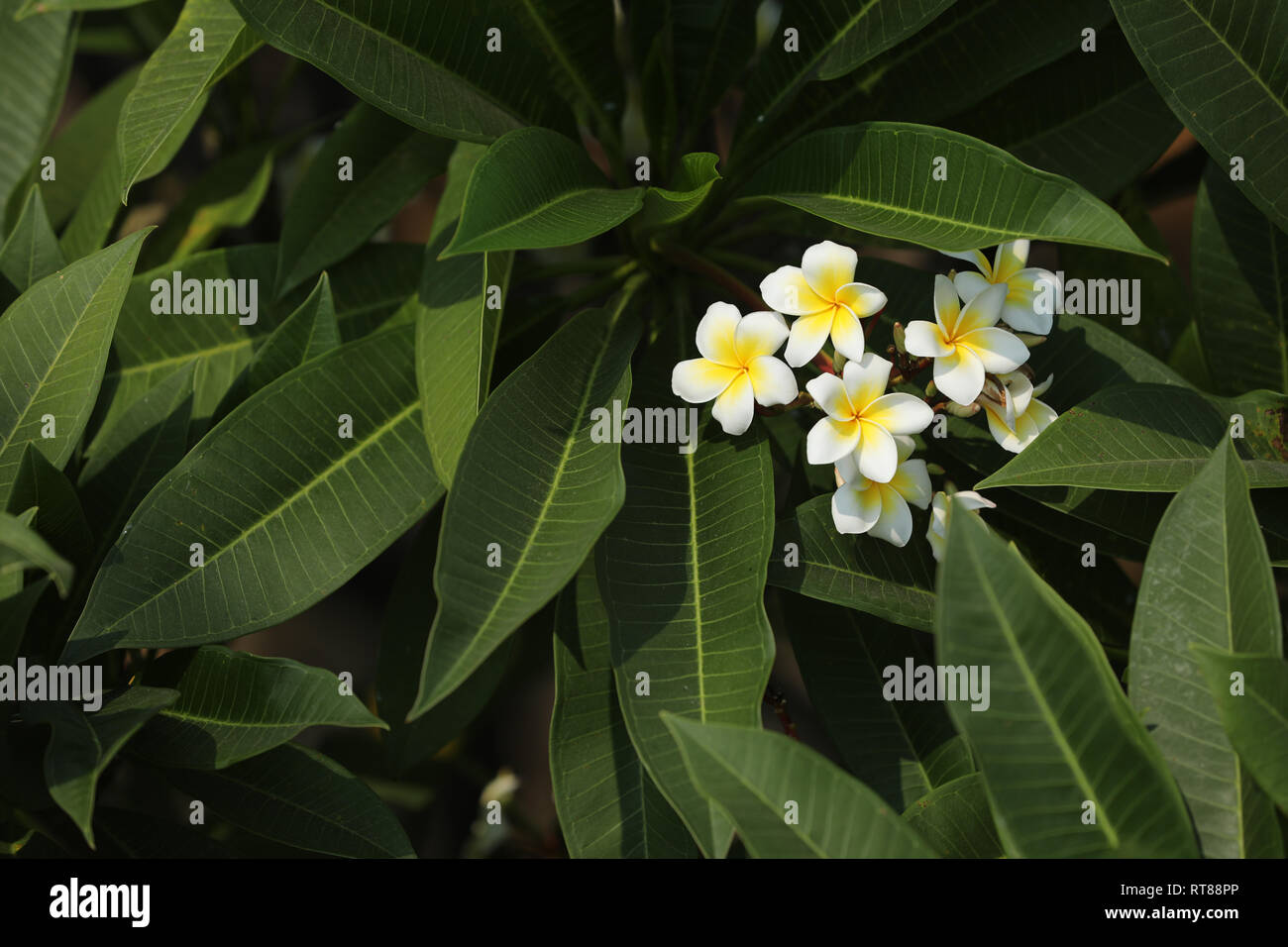 Frangipani Tree Florida