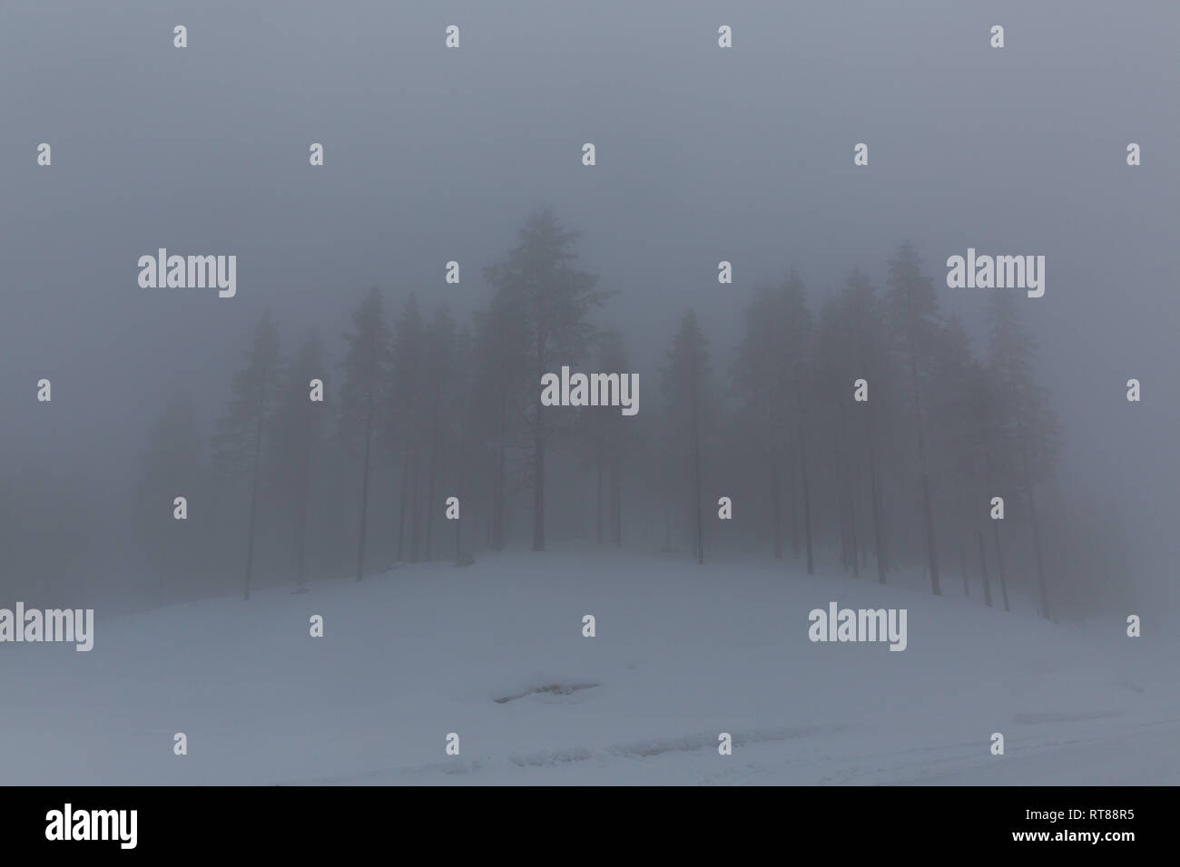 Winter trees in mist Stock Photo - Alamy