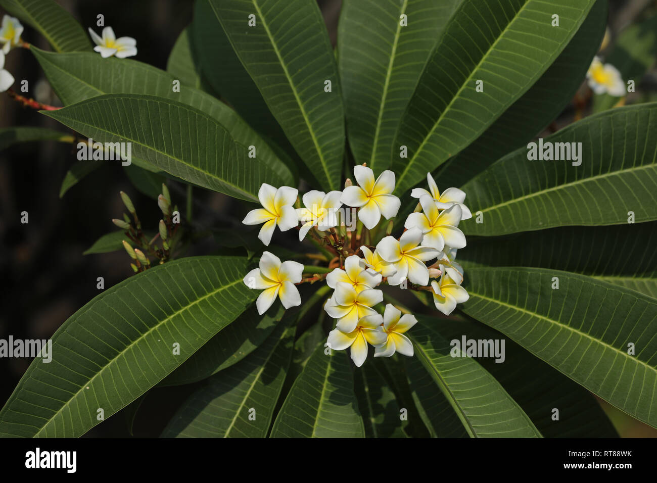 Frangipani Tree High Resolution Stock Photography and Images - Alamy