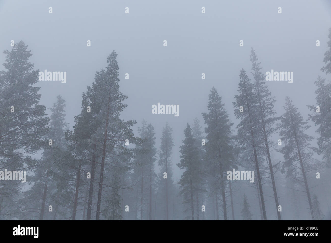 Winter trees in mist Stock Photo - Alamy