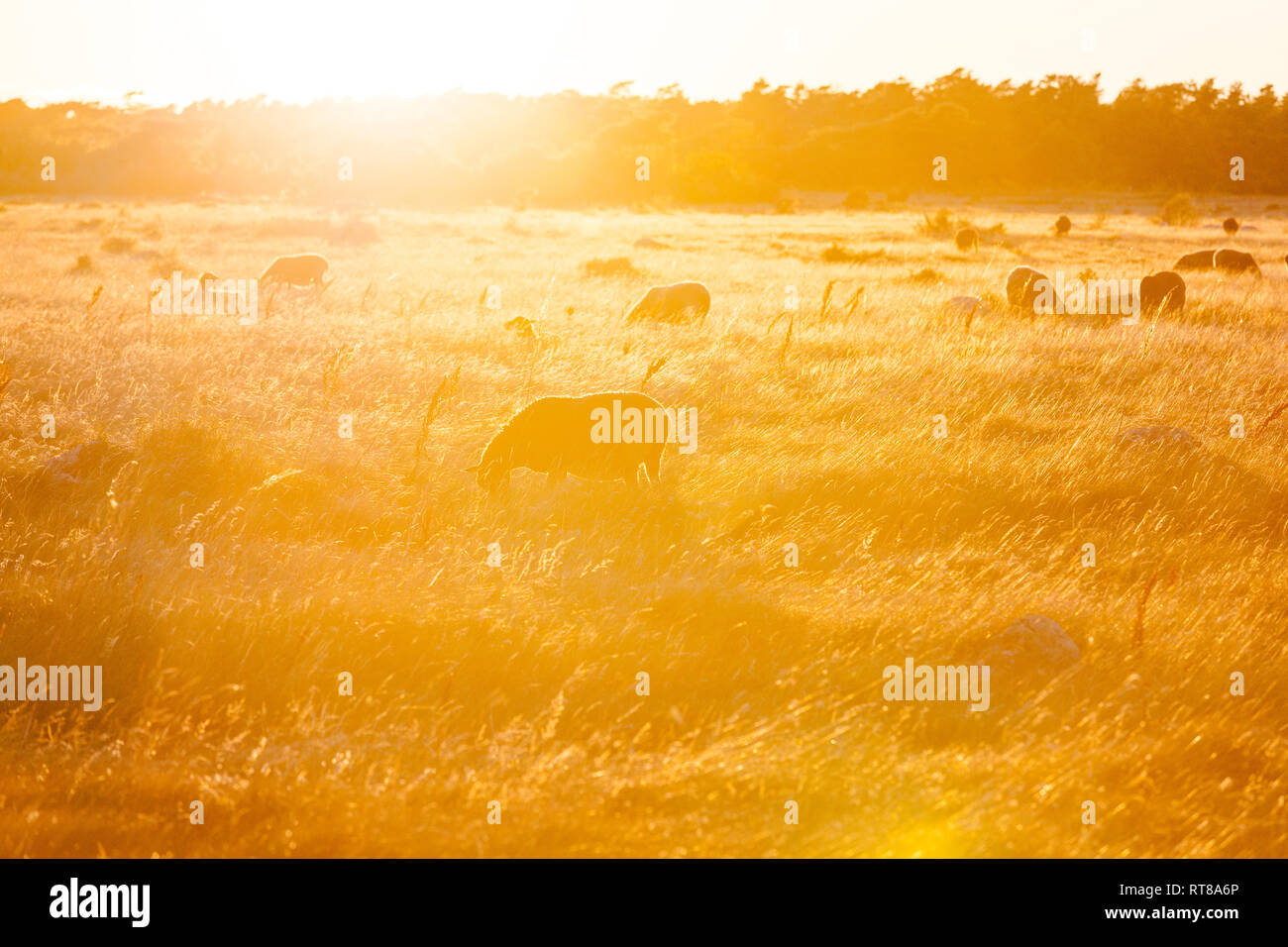 sheep in sunset grazing in the meadow sweden Stock Photo - Alamy