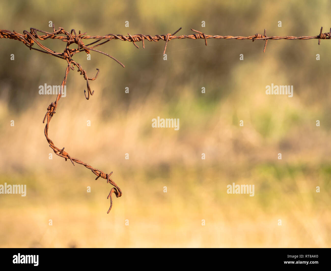 Abstract background. A piece of rusty barbed wire Stock Photo - Alamy