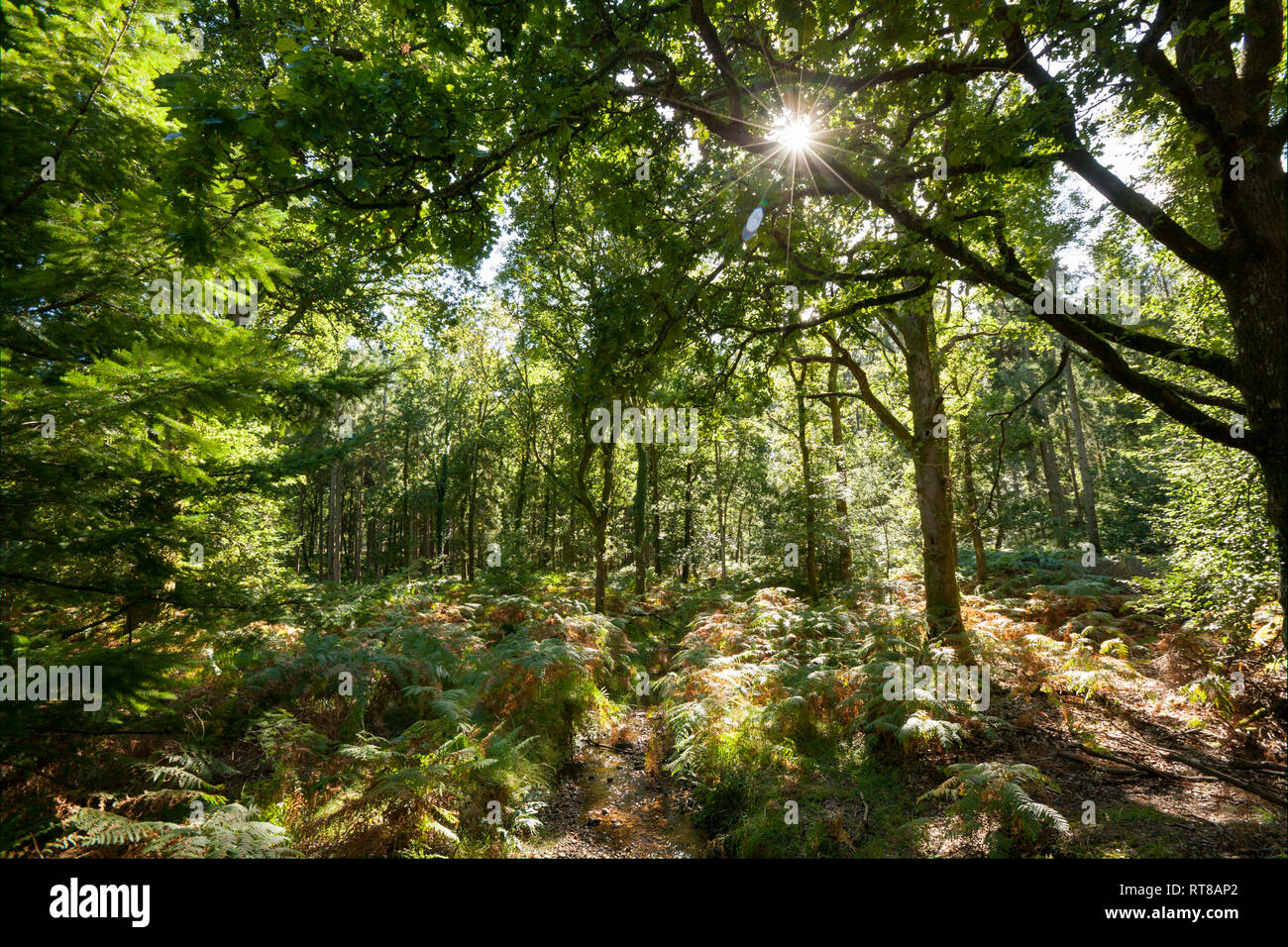 Sunlight shining through foliage on the branches of trees growing in ...