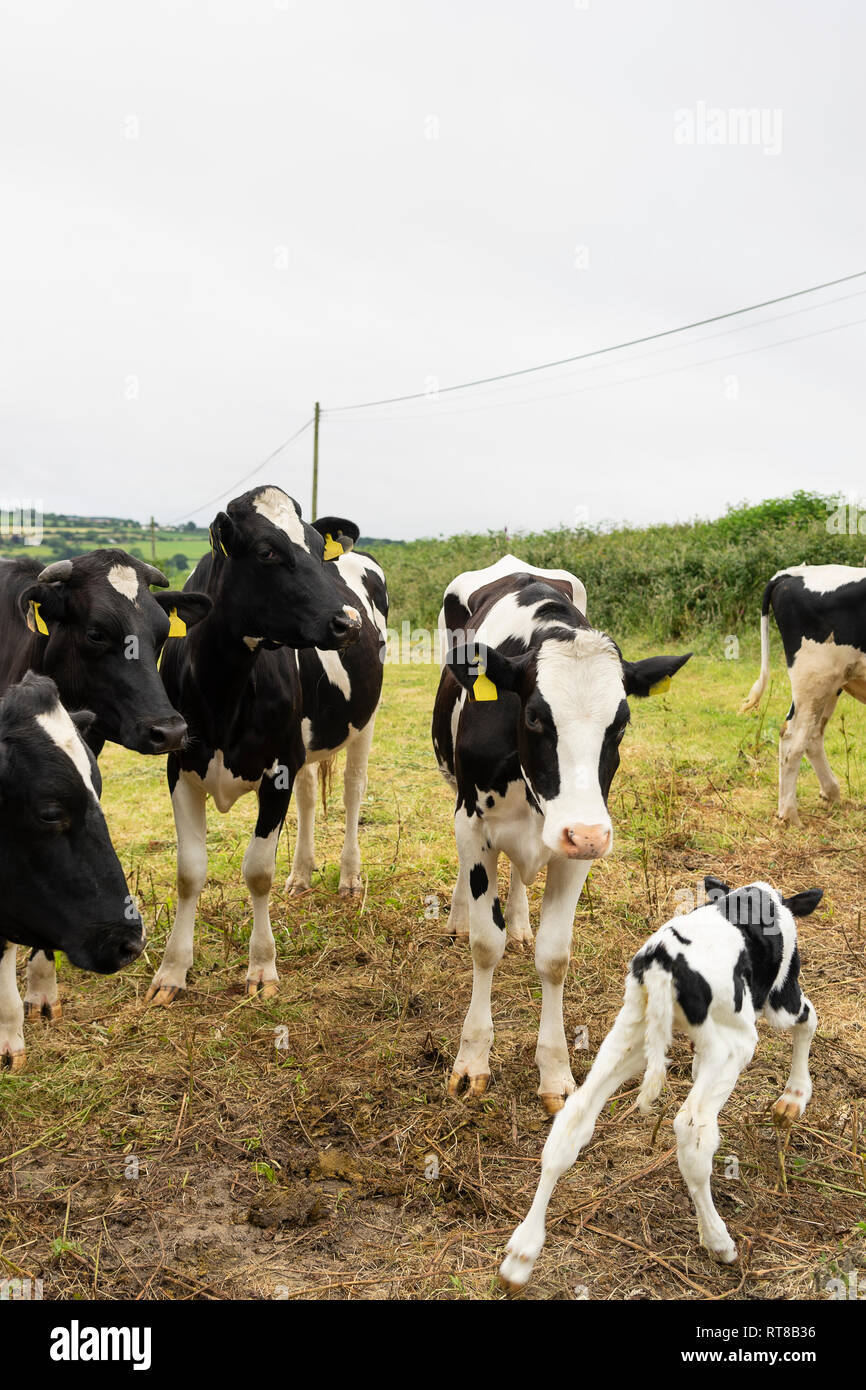Cow and claf hi-res stock photography and images - Alamy
