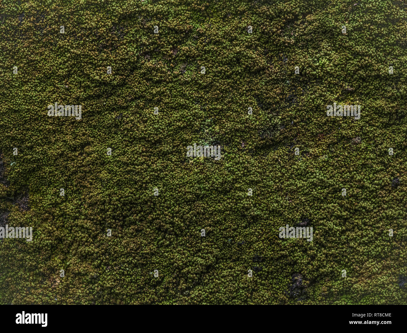 Green moss texture hi-res stock photography and images - Alamy