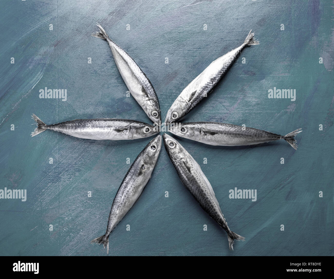 Pattern in star shape of mackerel fishes on blue background. Raw fishes ...