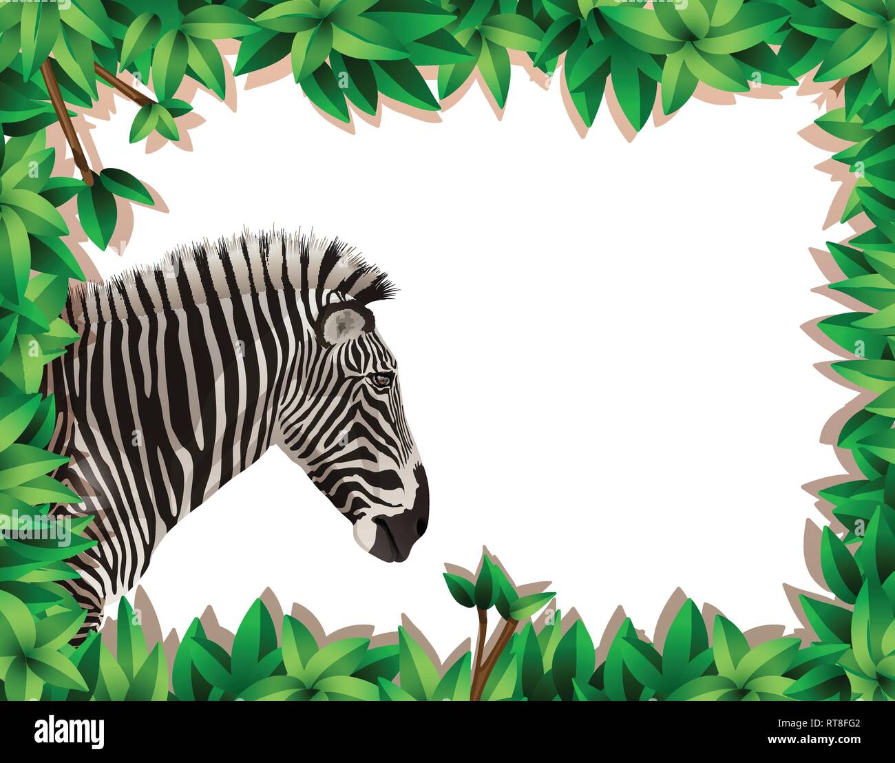 Zebra in nature frame illustration Stock Vector Image & Art - Alamy