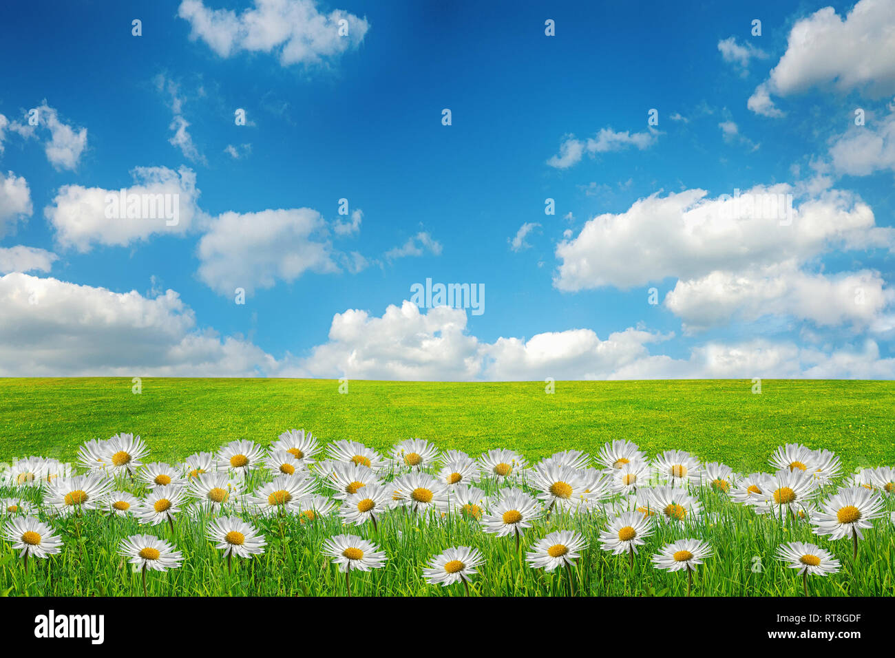 Beautiful spring field with flowers.Great as a background Stock Photo ...
