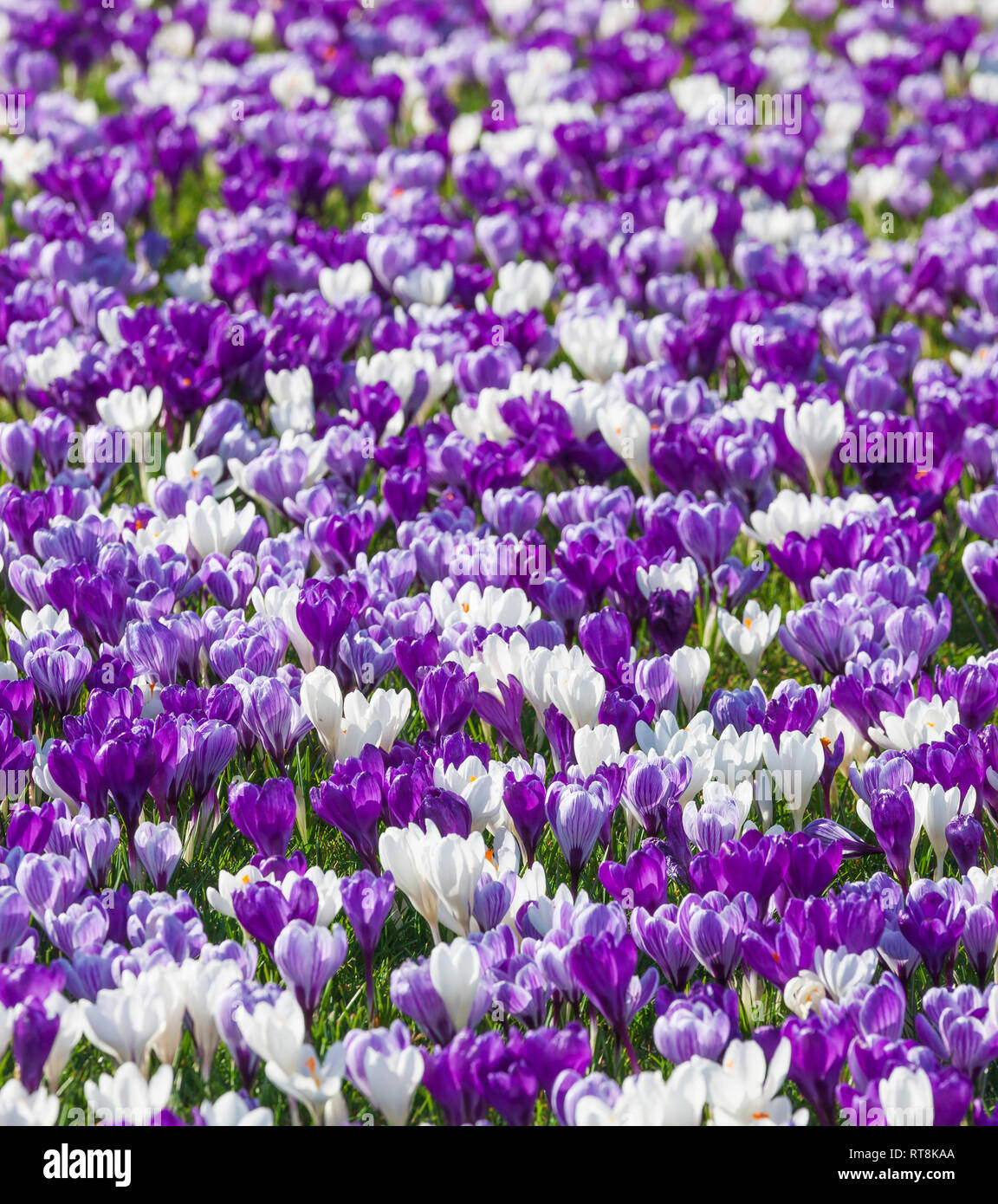 Display of spring crocus, Wisley Gardens Stock Photo - Alamy