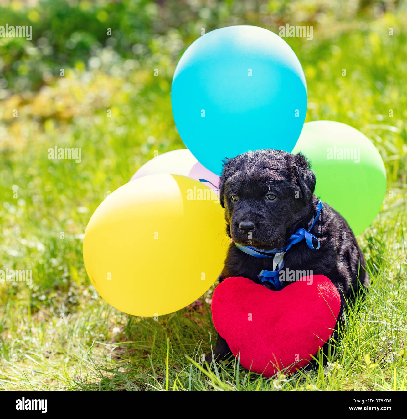 Couple Heart Shape Balloons High Resolution Stock Photography and ...