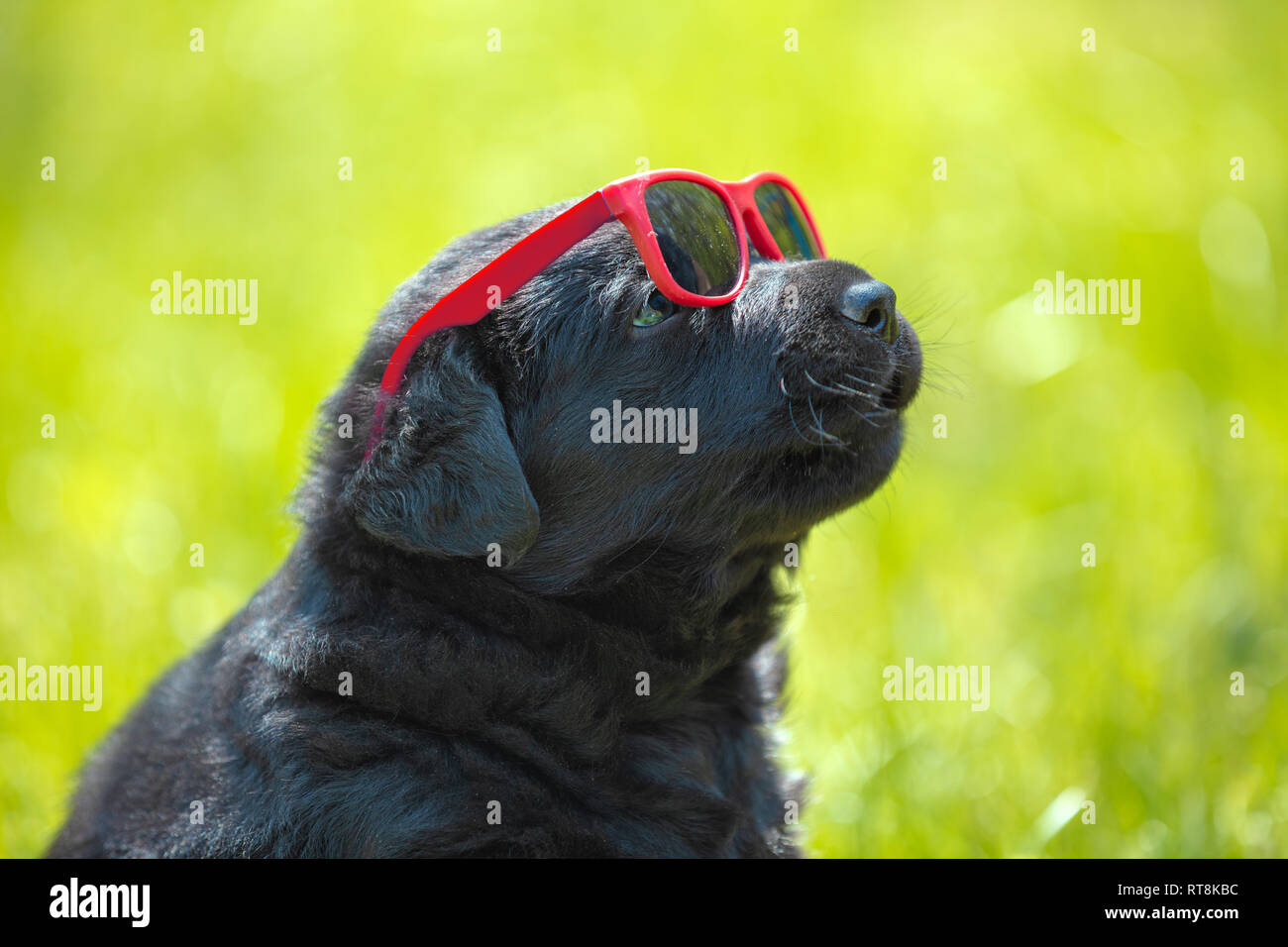 Black And Yellow Labs Wearing Sunglasses