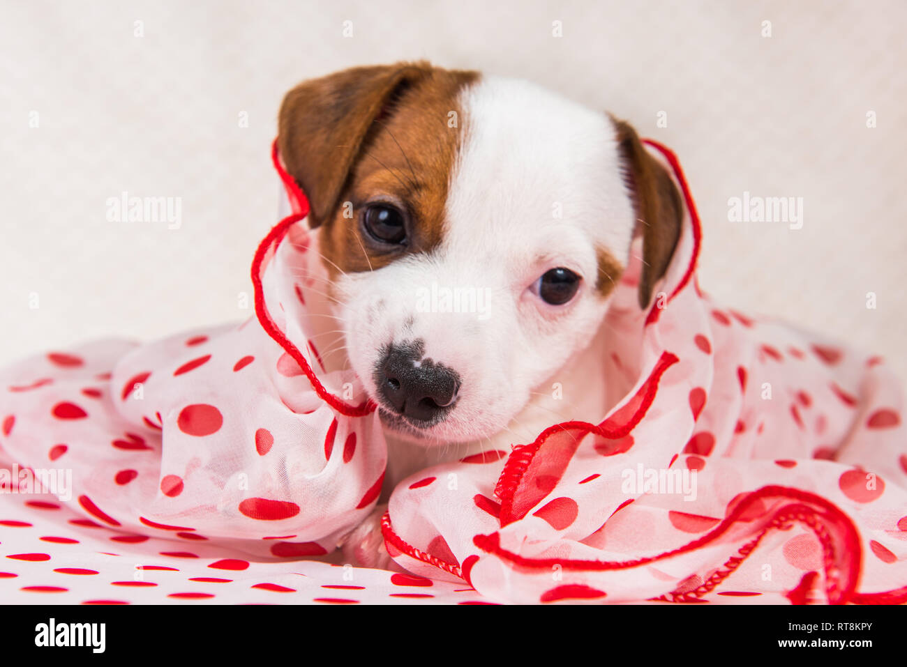 Jack Russell Terrier puppy dog in retro style Stock Photo - Alamy
