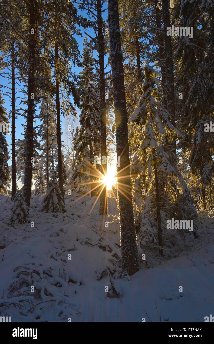 The low golden winter sun is shining through the snow-covered trees in ...