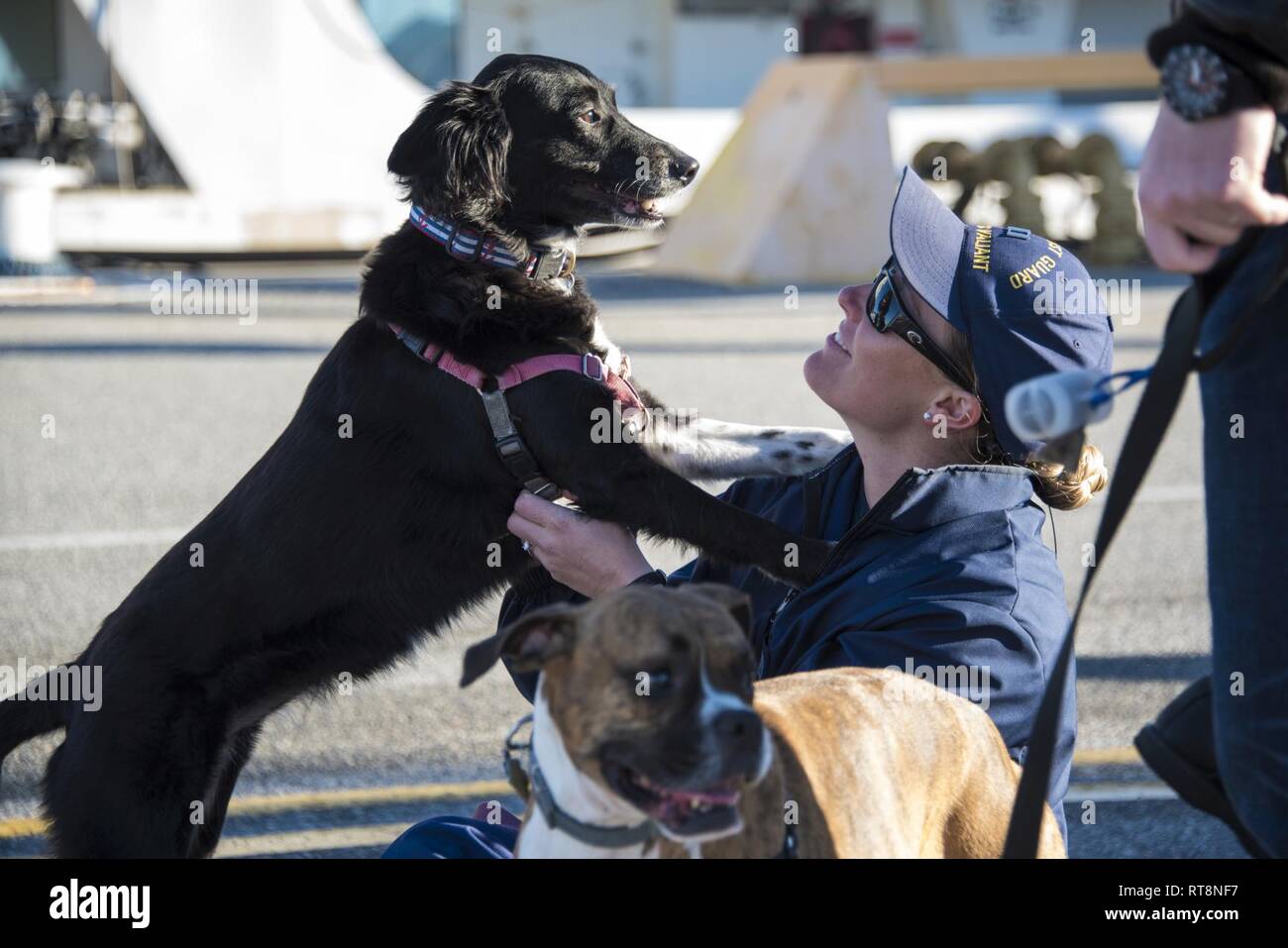 A Coast Guard Cutter Valiant crew member reunites with her dogs, Jan ...