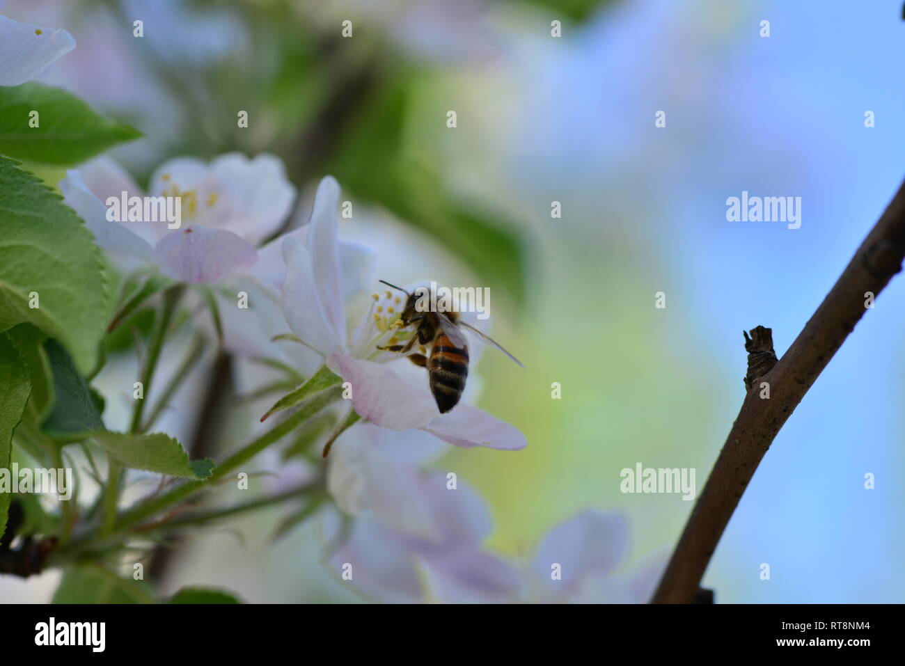 A bee, pollinating an apple tree flowers Stock Photo - Alamy