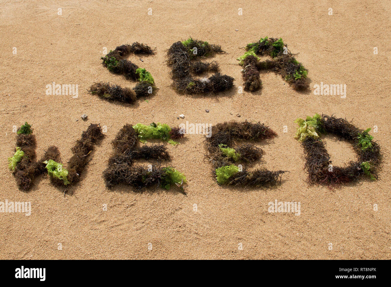 Seaweed texture hi-res stock photography and images - Alamy