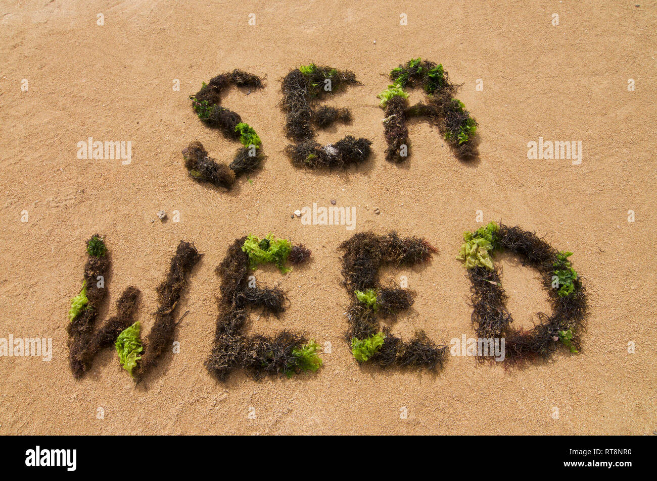 "Seaweed" text made with brown and green seaweed at Sanur Beach in Bali, Indonesia Stock Photo ...