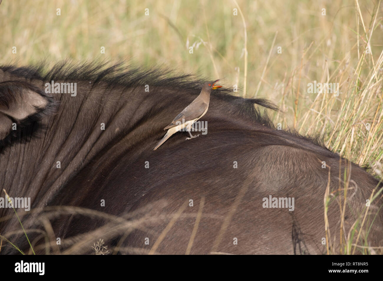 Red-billed oxpecker, Buphagus erythrorhynchus, on back of buffalo ...