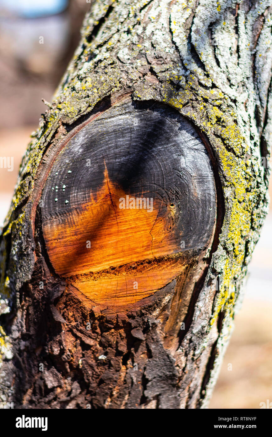 Crazy bark texture hi-res stock photography and images - Alamy