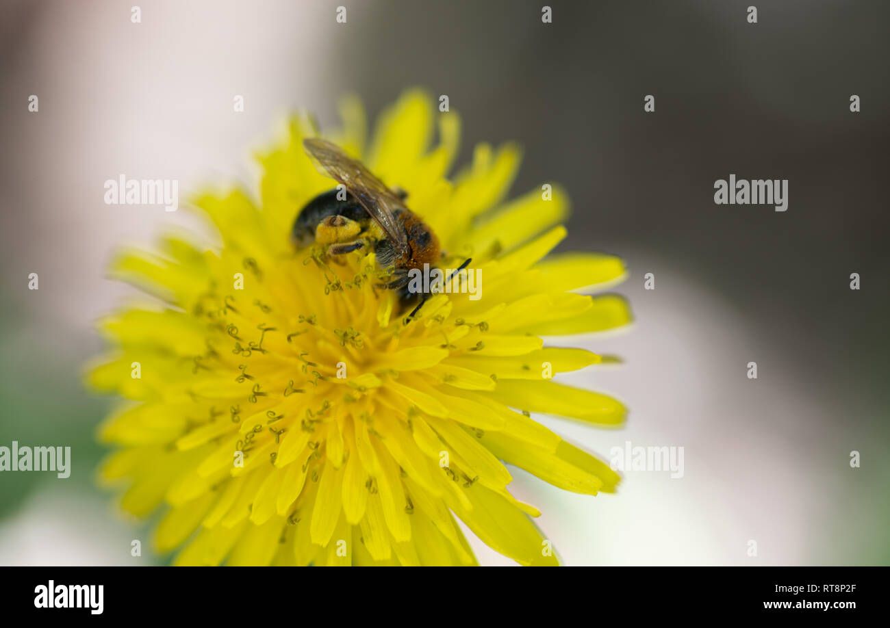Pollination dandelion hi-res stock photography and images - Alamy