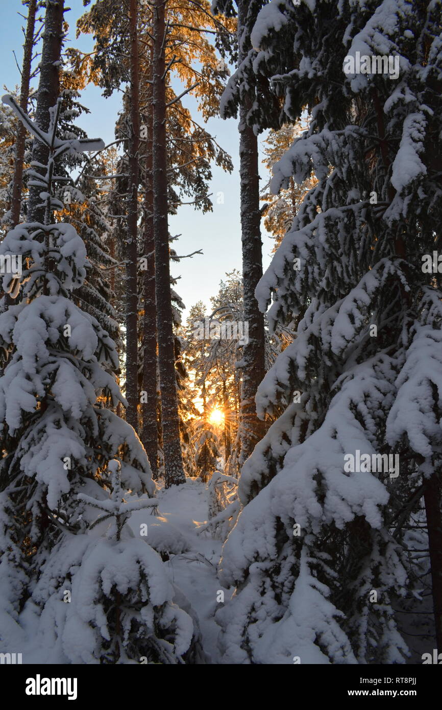 Backlit trees snow hi-res stock photography and images - Alamy