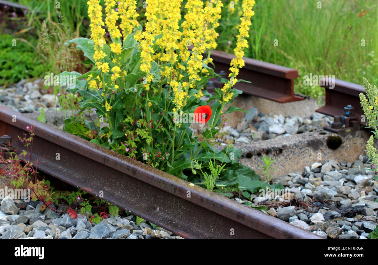railway blossom poppy Flower nature comes back Stock Photo - Alamy