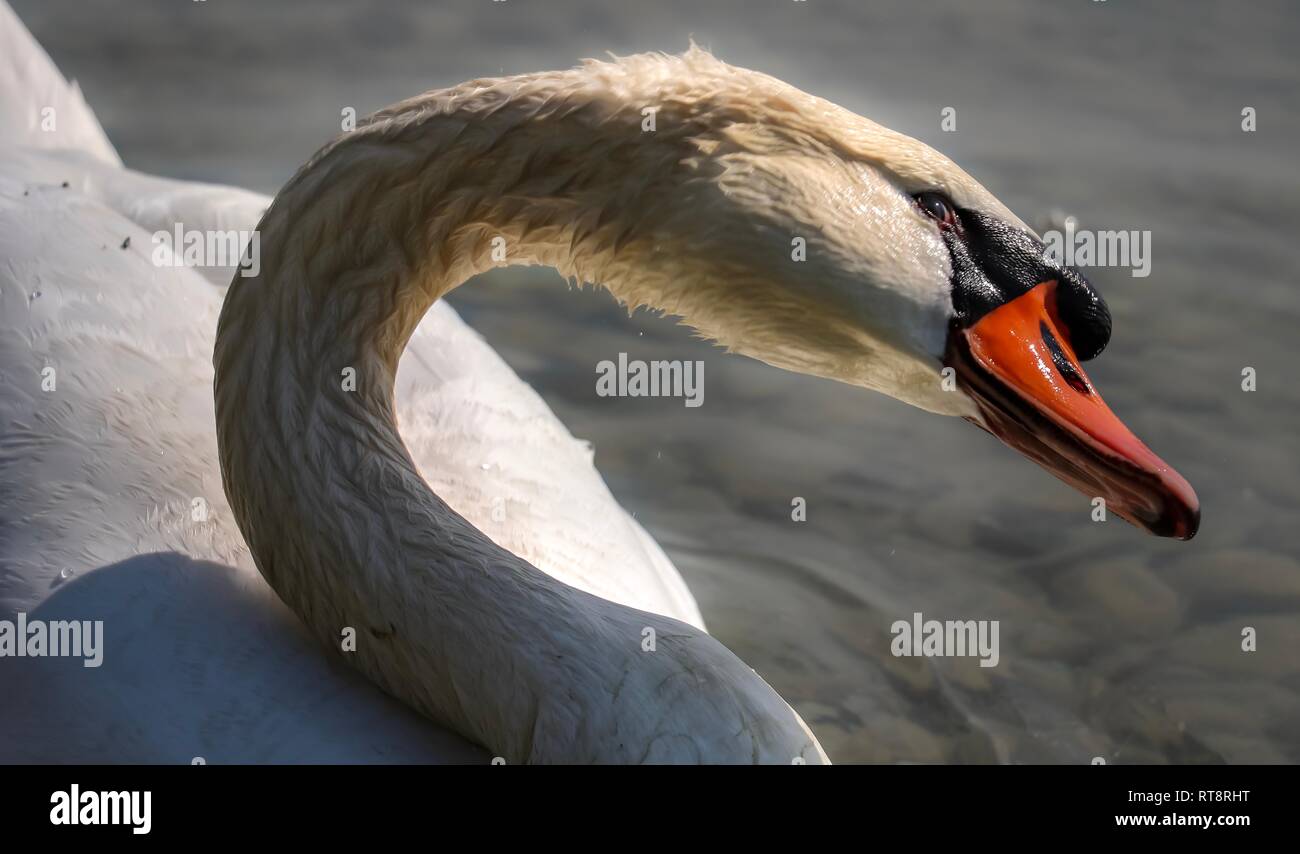 Swan sunbathing hi-res stock photography and images - Alamy