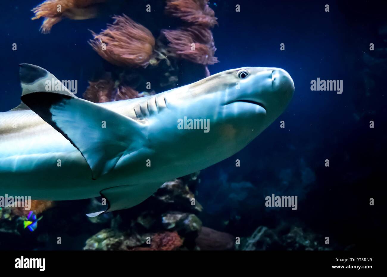 shark swimming with little fish underwater portrait Stock Photo - Alamy