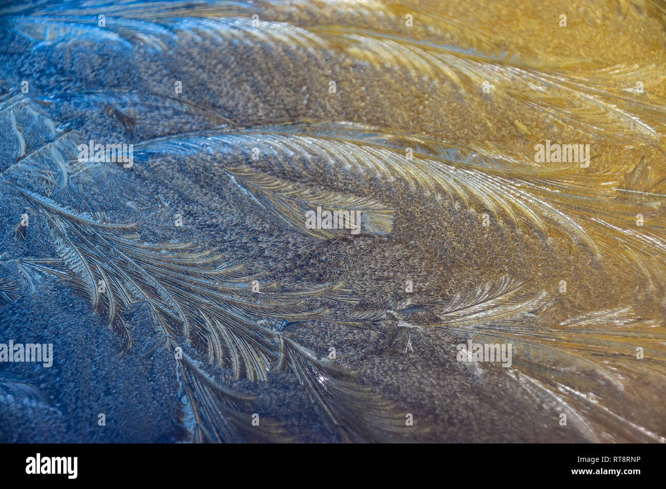 Patterns in nature hi-res stock photography and images - Alamy