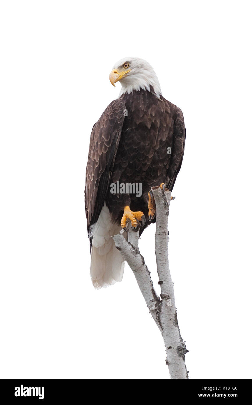A bald eagle clutches to the top of a broken birch tree branch. Eyes ...
