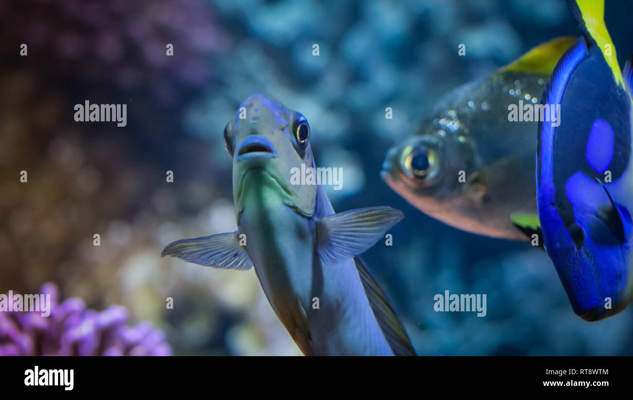 fish swimming up side down in aquarium, underwater background with copy ...