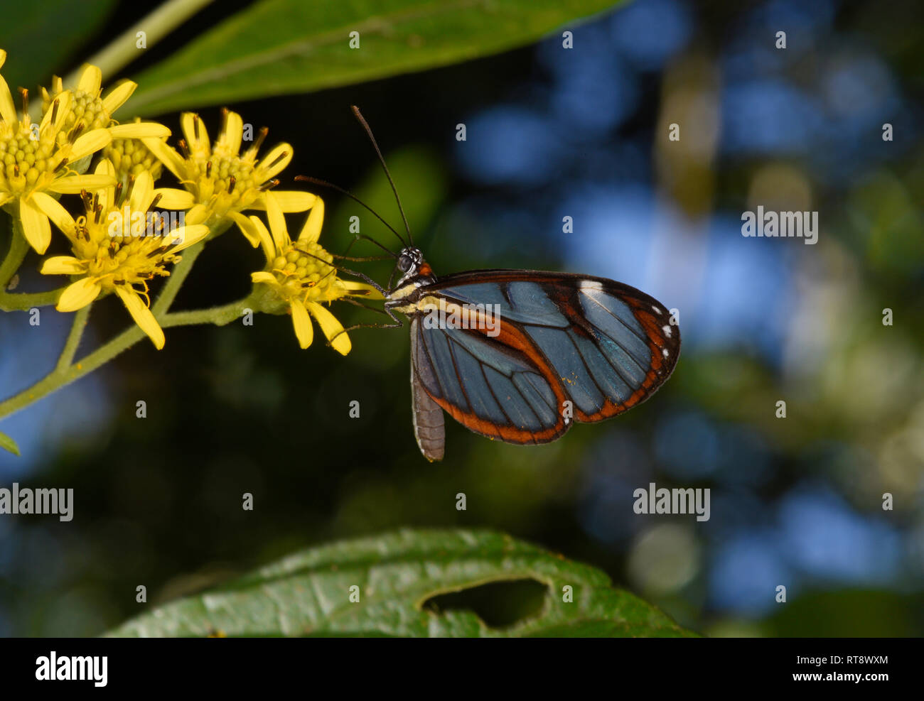 Clearwing butterfly hi-res stock photography and images - Alamy
