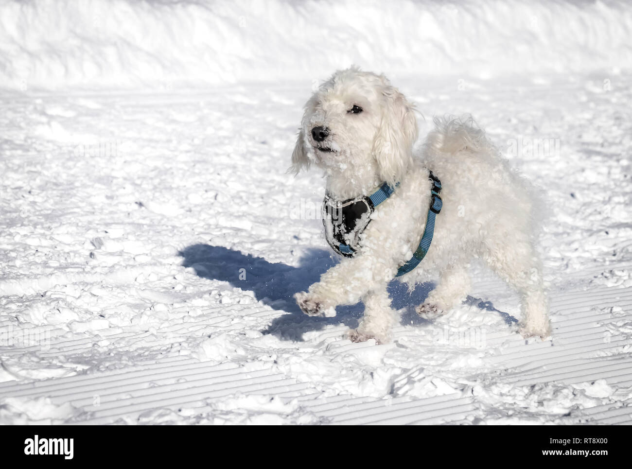 ice queen dancing dog maltipoo puppy whte dog in the snow Stock Photo ...