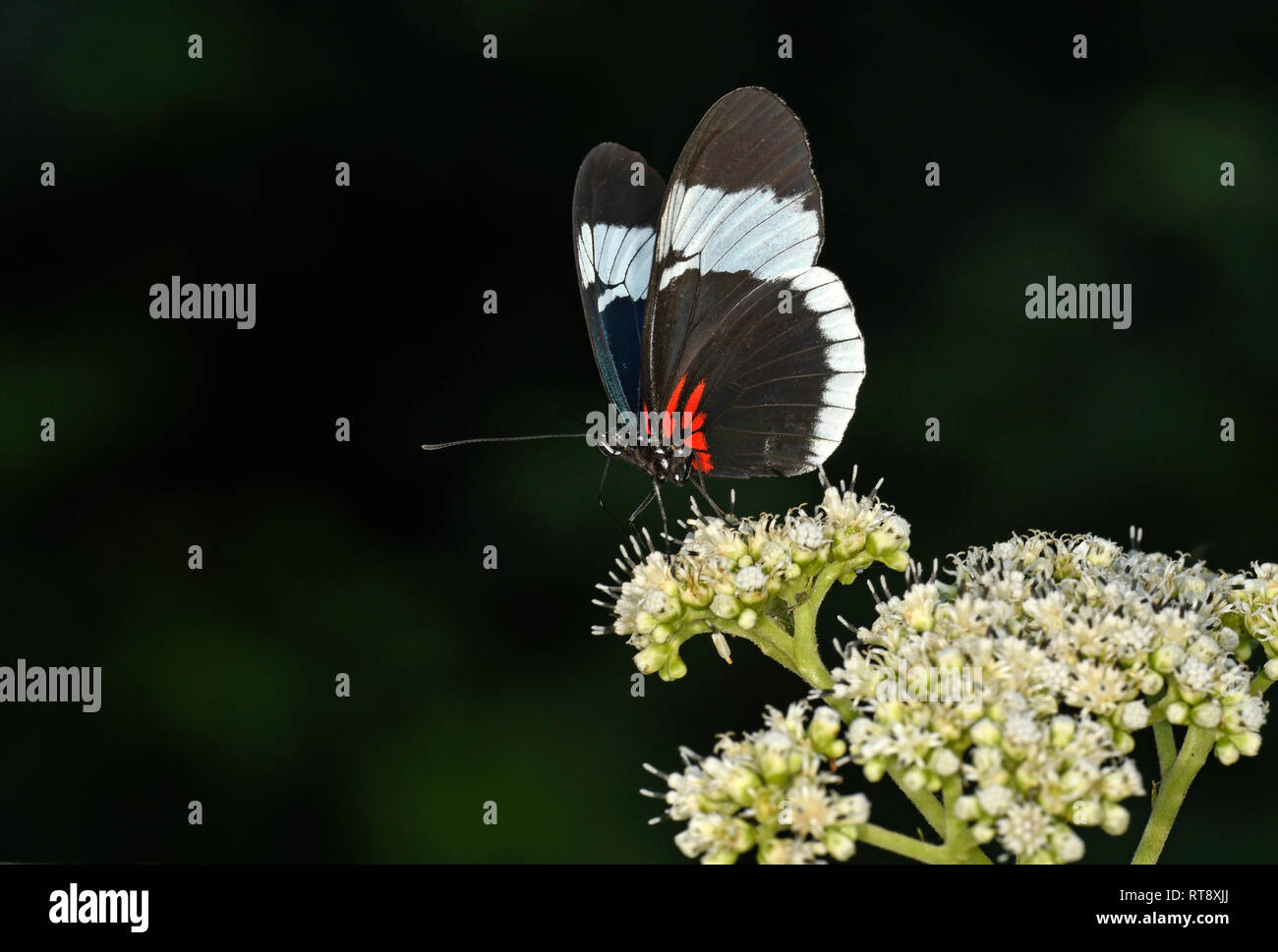 Cyndo Longwing Butterfly (Heliconius cyndo) resting flower, Panama ...
