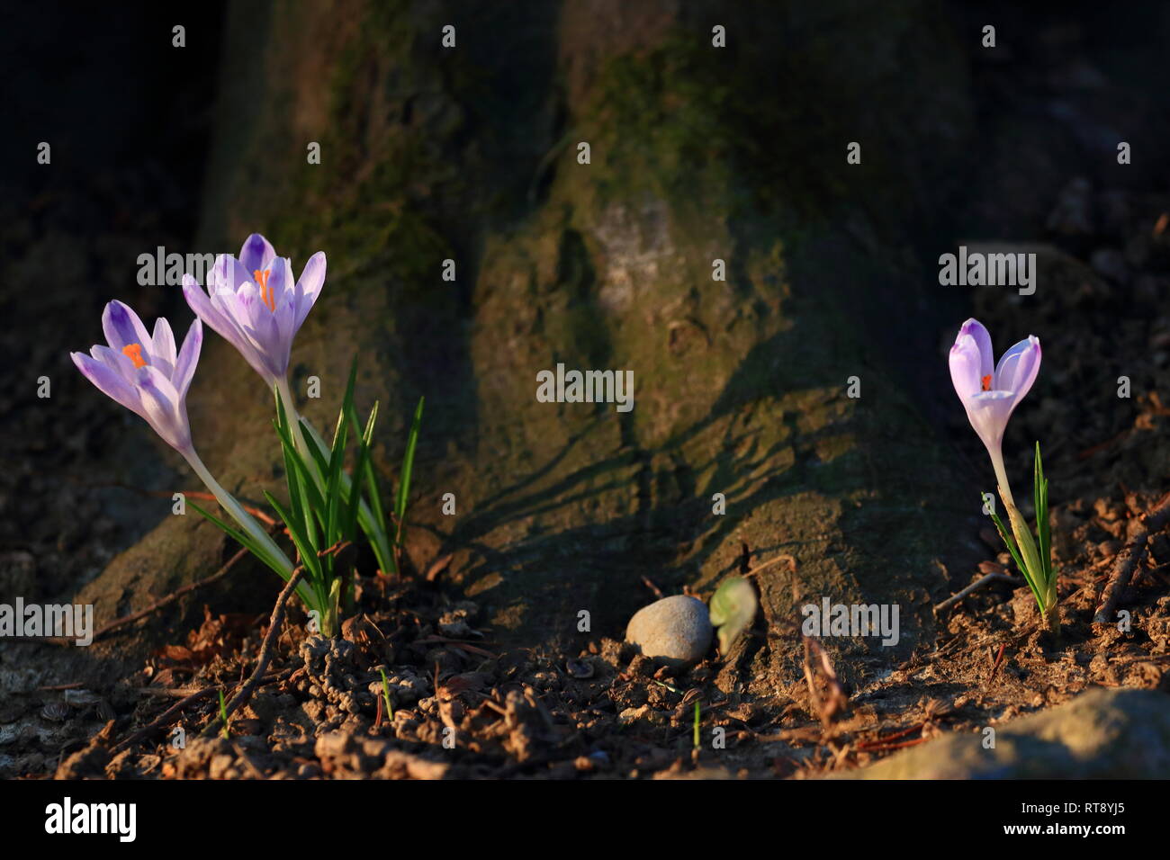 Crocus Coming Into Bloom High Resolution Stock Photography and Images ...